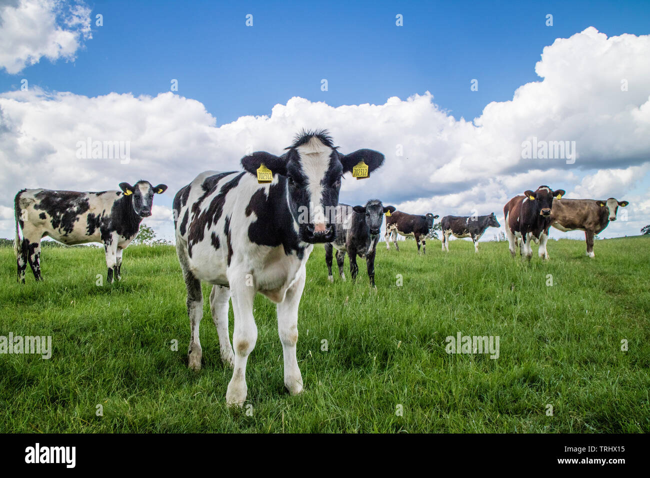 Holstein friesian bull hi-res stock photography and images - Alamy