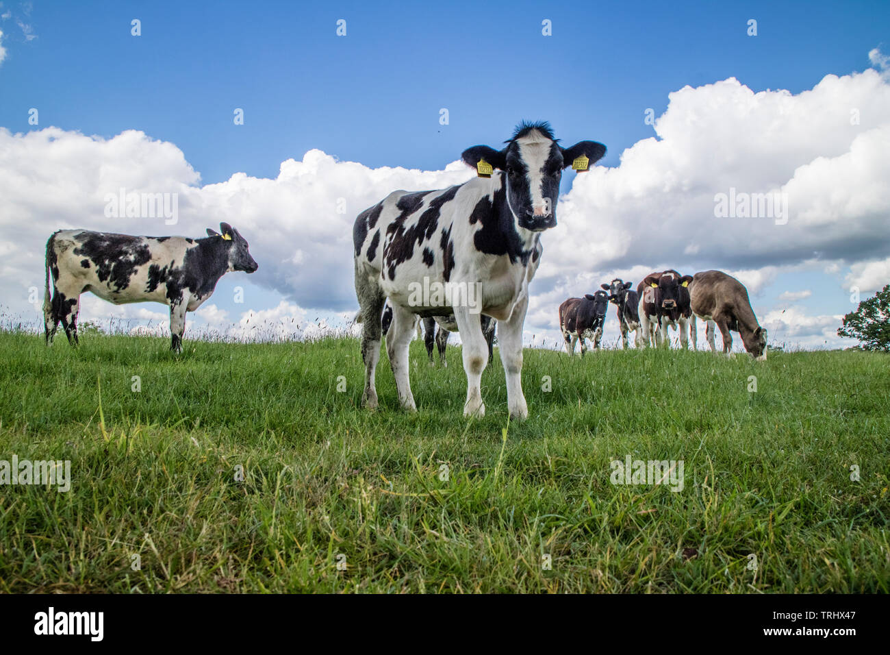 Holstein bull dairy friesian friesians hi-res stock photography and ...
