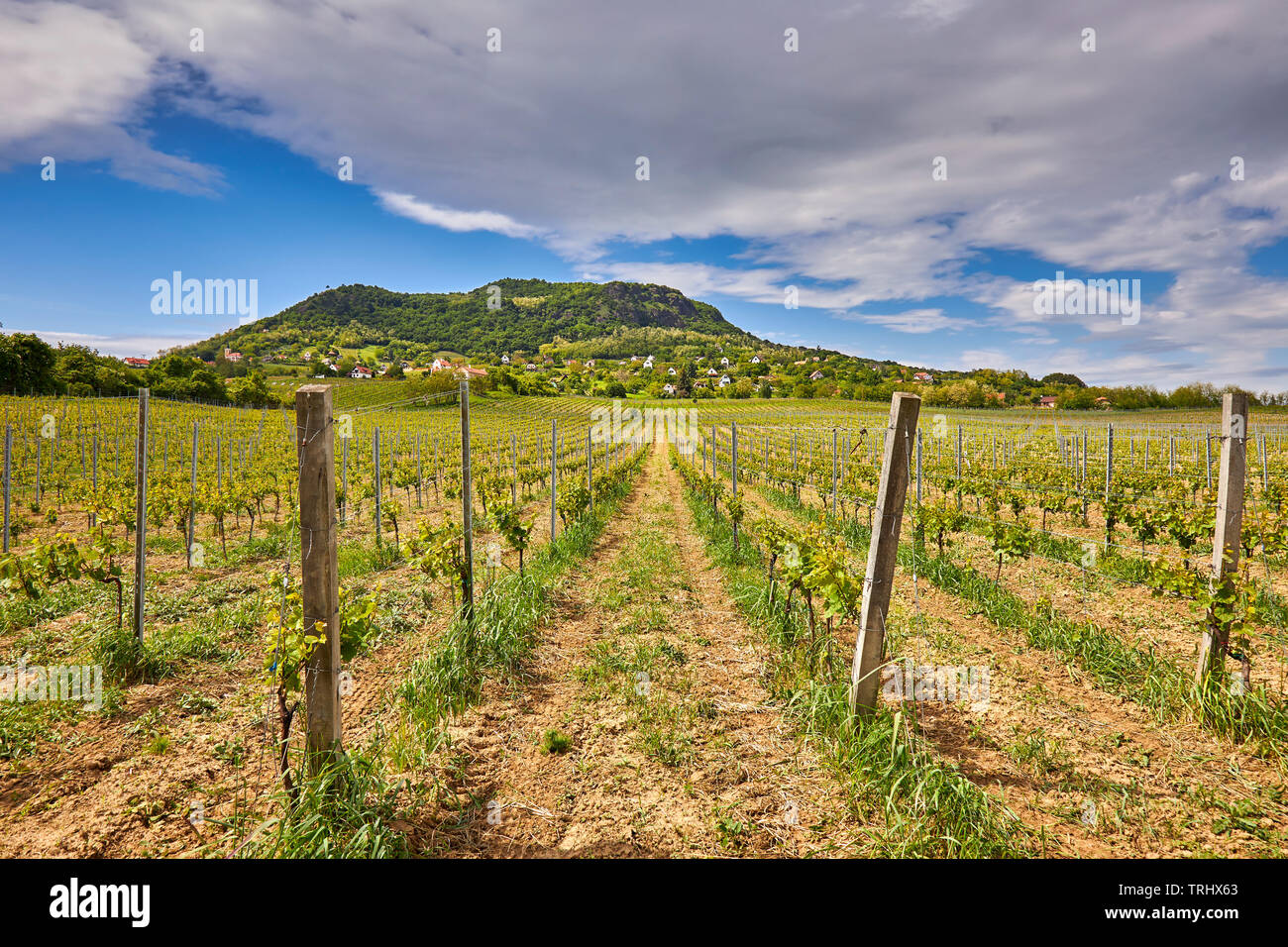 Viticulture landscape hi-res stock photography and images - Alamy
