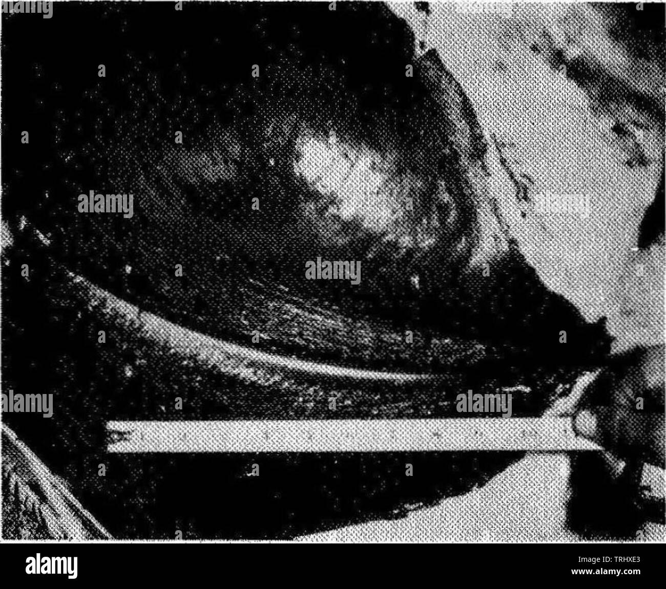 Whale Lips High Resolution Stock Photography and Images - Alamy