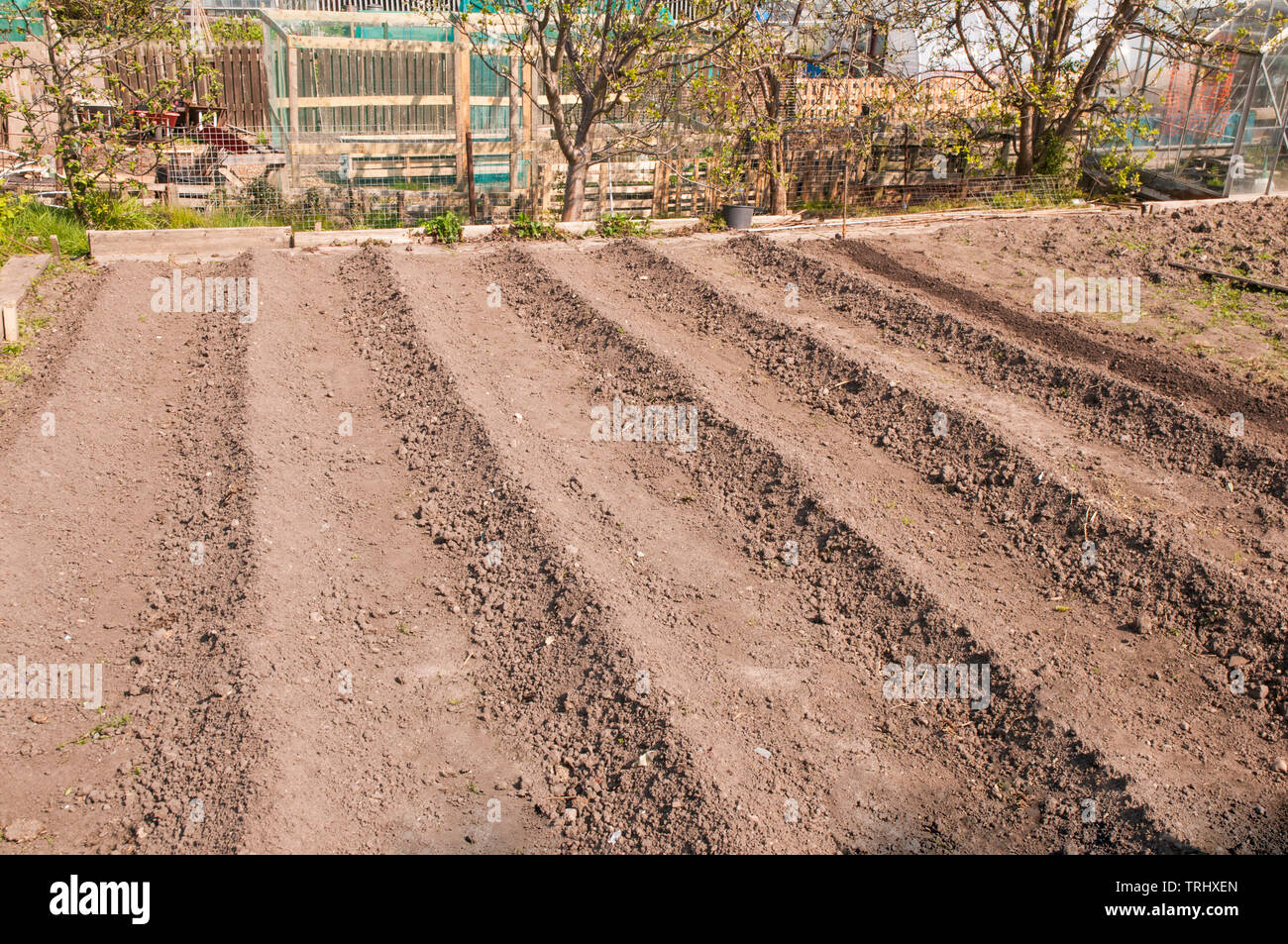 Potato rows on a allotment that have just had seed potatoes planted ...