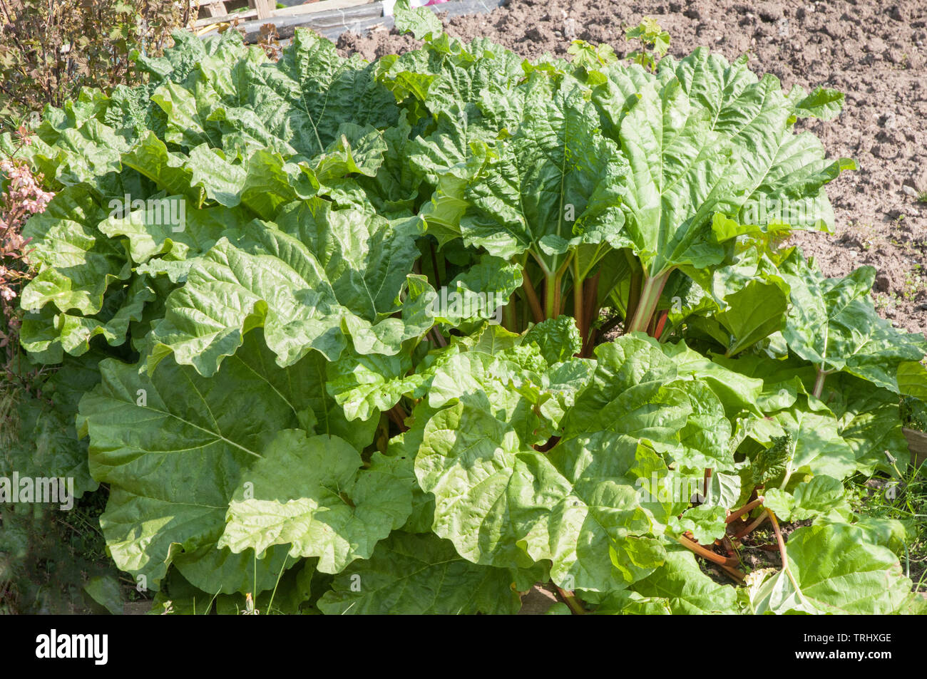 Bed of Rhubarb in early spring. Rhubarb is a vegetable with large ...