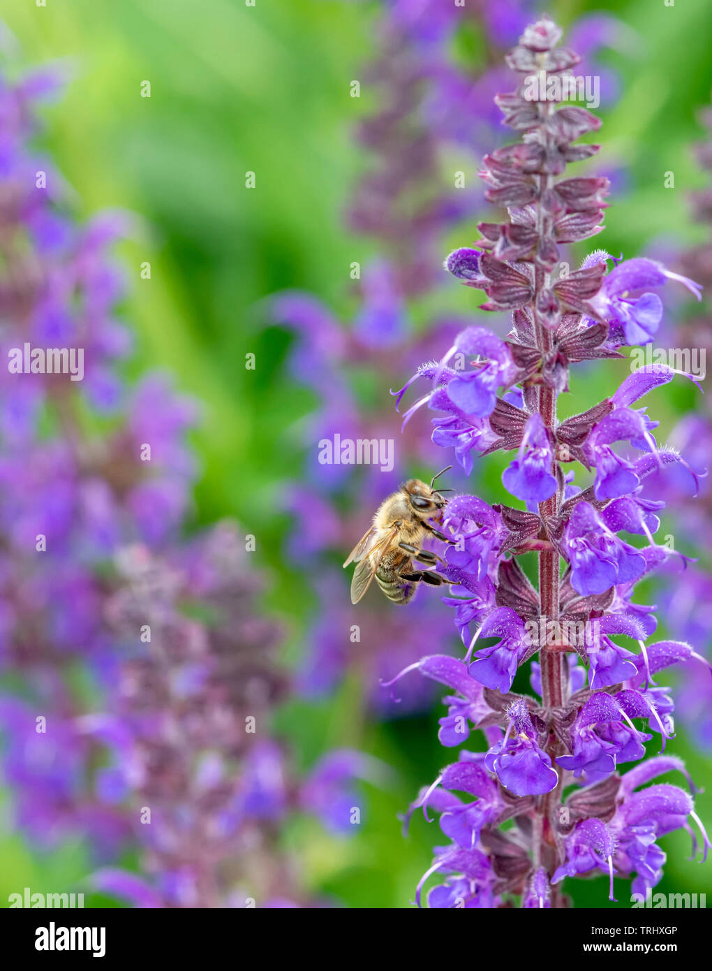 Salvia mellifera hi-res stock photography and images - Alamy