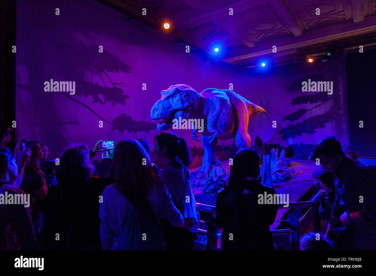 Tyrannosaurus rex in the Dinosaurs Gallery, National History Museum ...