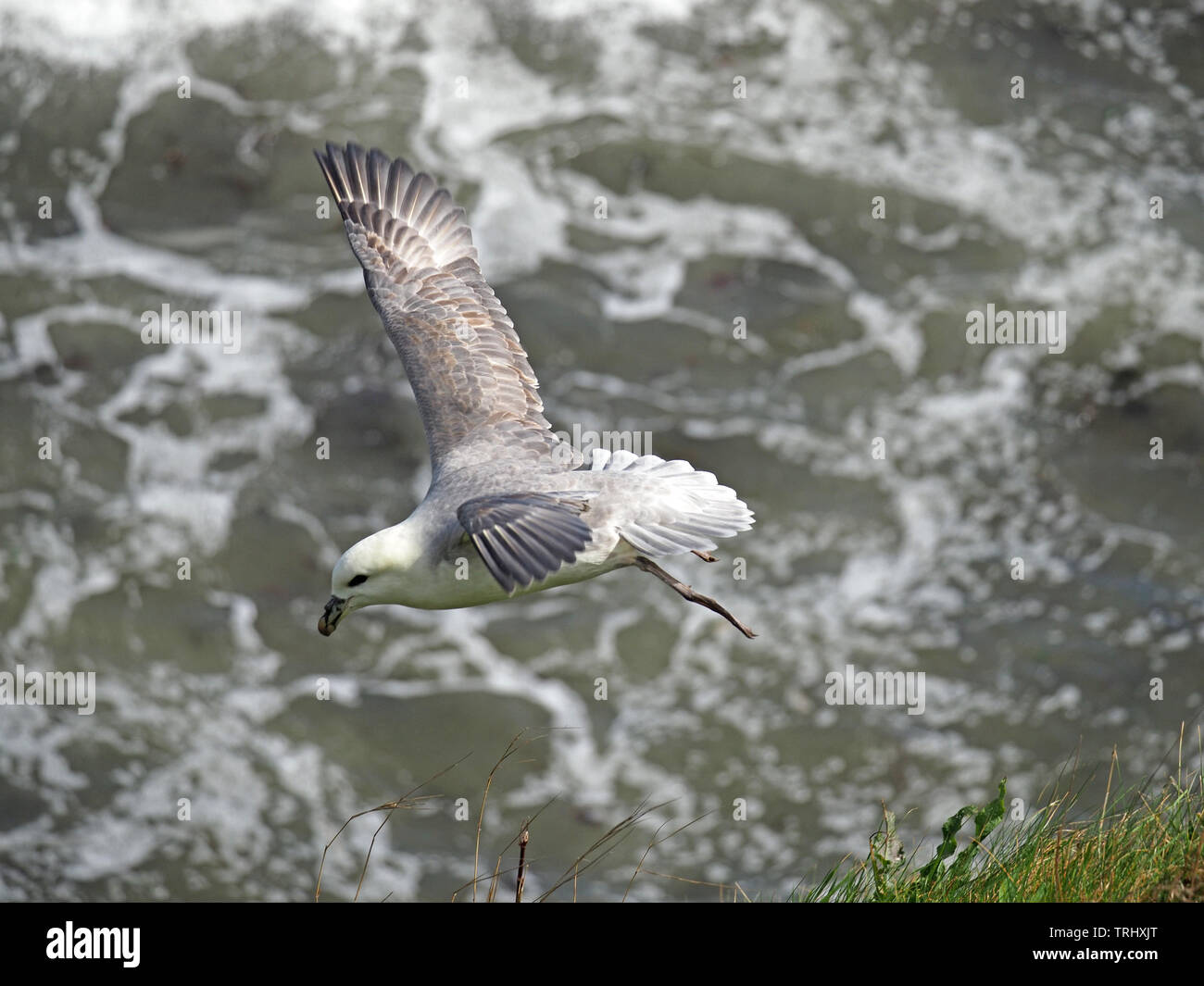 northern Fulmar (Fulmaris glacialis) a tube-nosed pelagic seabird of ...