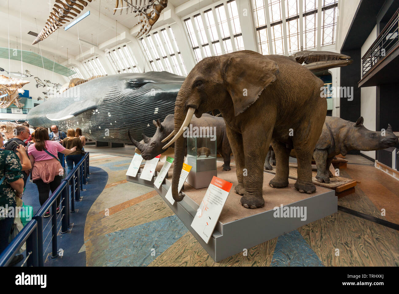 Mammal collections, National History Museum, London, England, UK Stock ...
