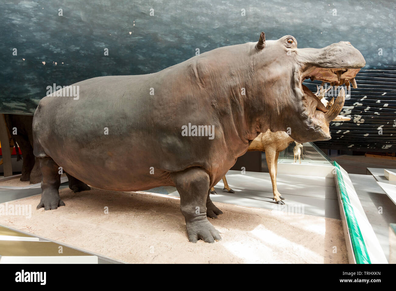 Hippopotamus at National History Museum, London, England, UK Stock ...