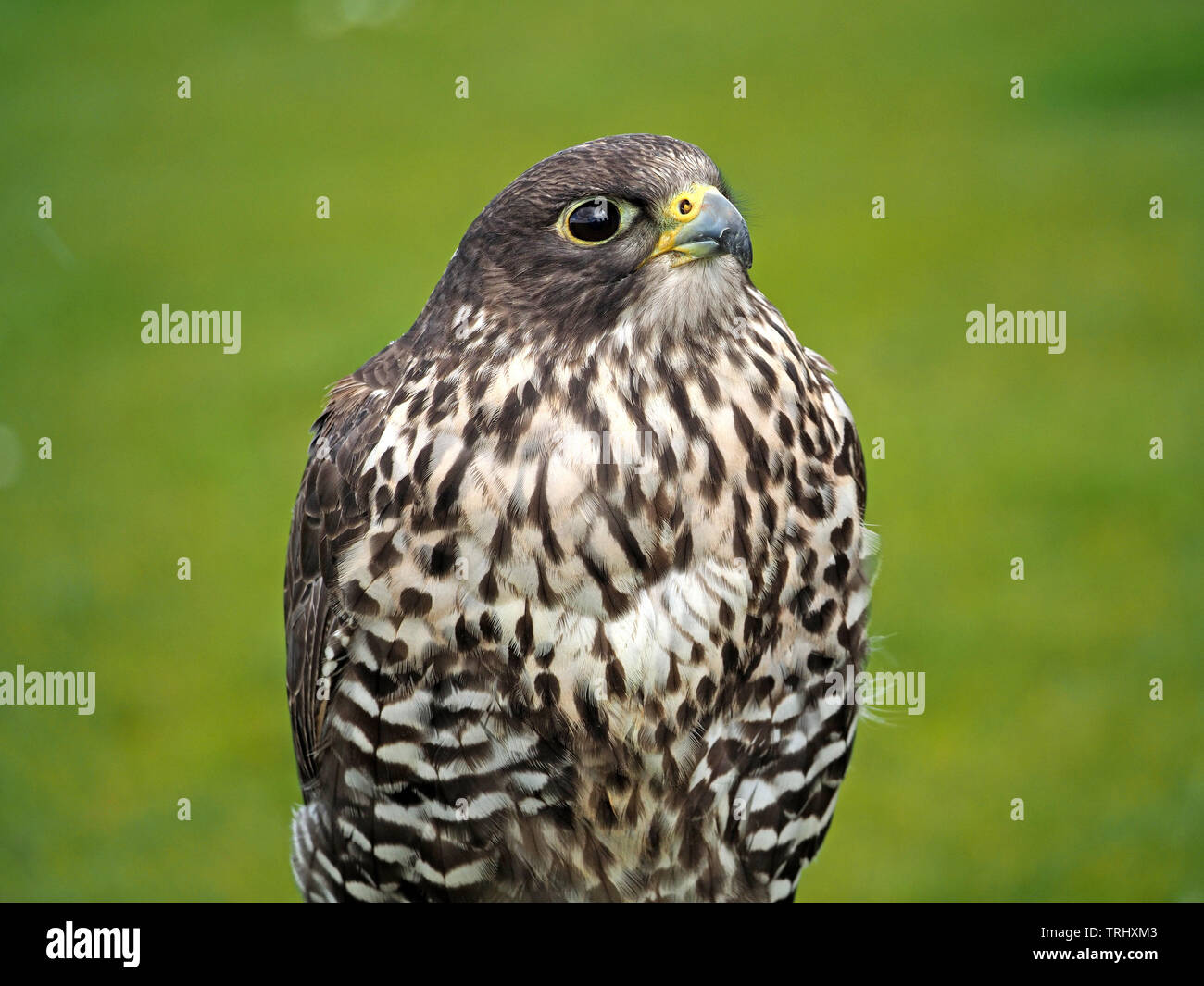 peregrine falcon cross a hybrid falconry bird at St Andrews, Scotland ...
