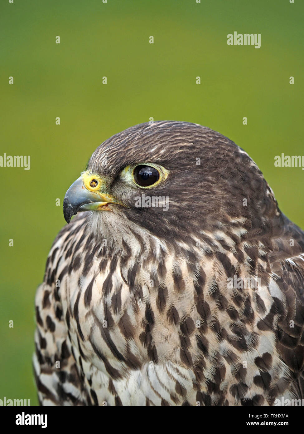 peregrine falcon cross a hybrid falconry bird at St Andrews, Scotland, UK Stock Photo - Alamy