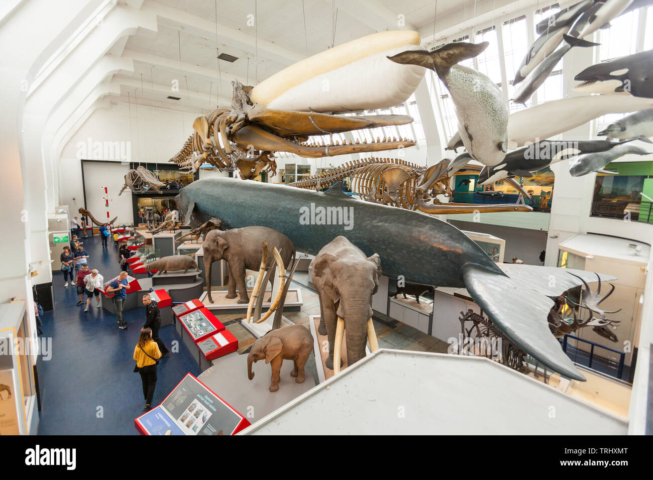 Mammal collections, National History Museum, London, England, UK Stock ...