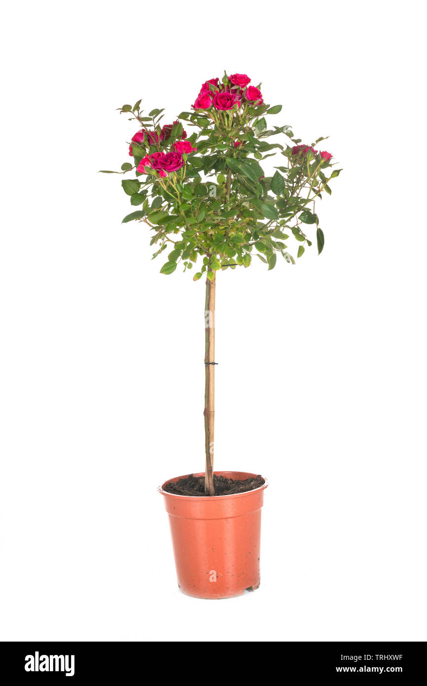 rose bush in front of white background Stock Photo - Alamy