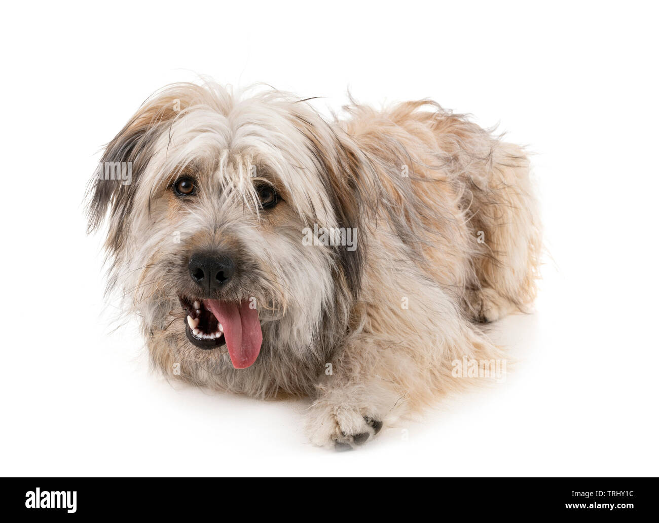 Pyrenean Shepherd in front of white background Stock Photo - Alamy