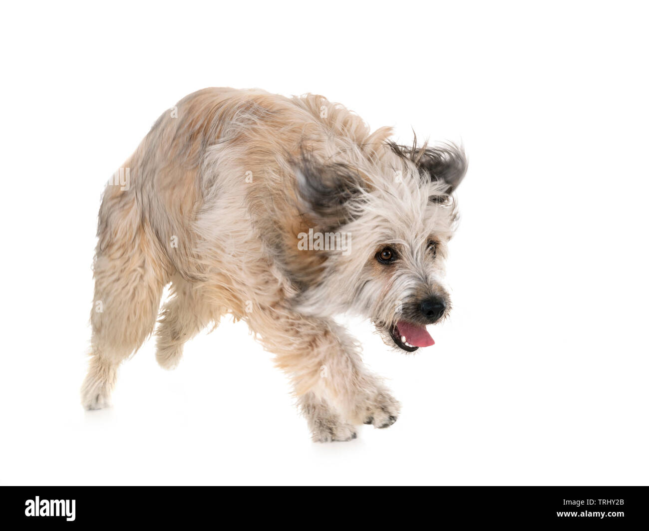 Pyrenean Shepherd in front of white background Stock Photo - Alamy