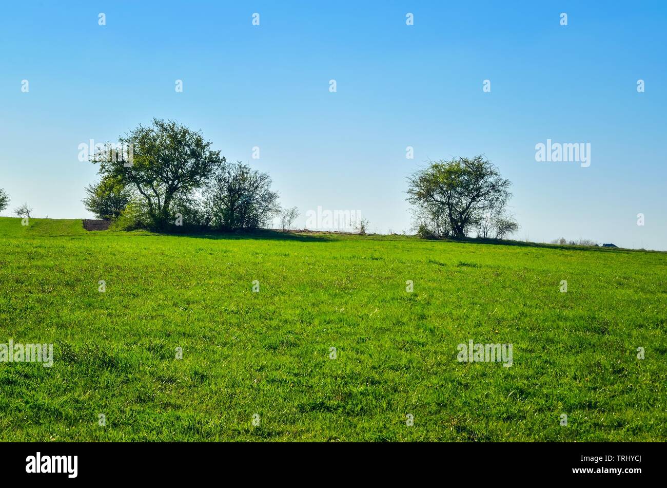 Beautiful natural spring landscape. Grass and trees in the spring ...