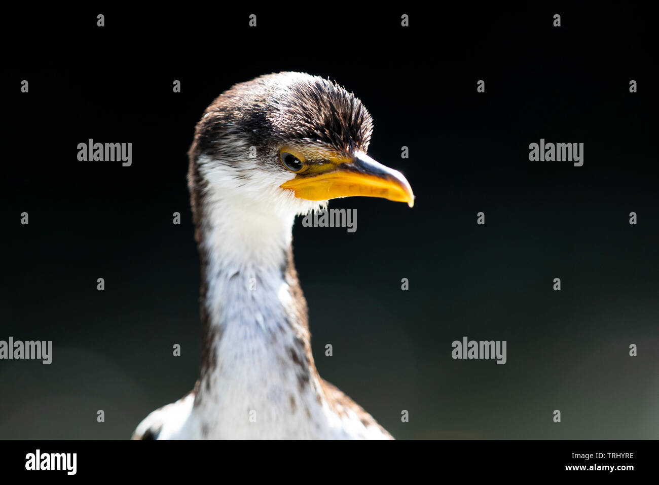 Little black cormorant eye colour hi-res stock photography and images ...