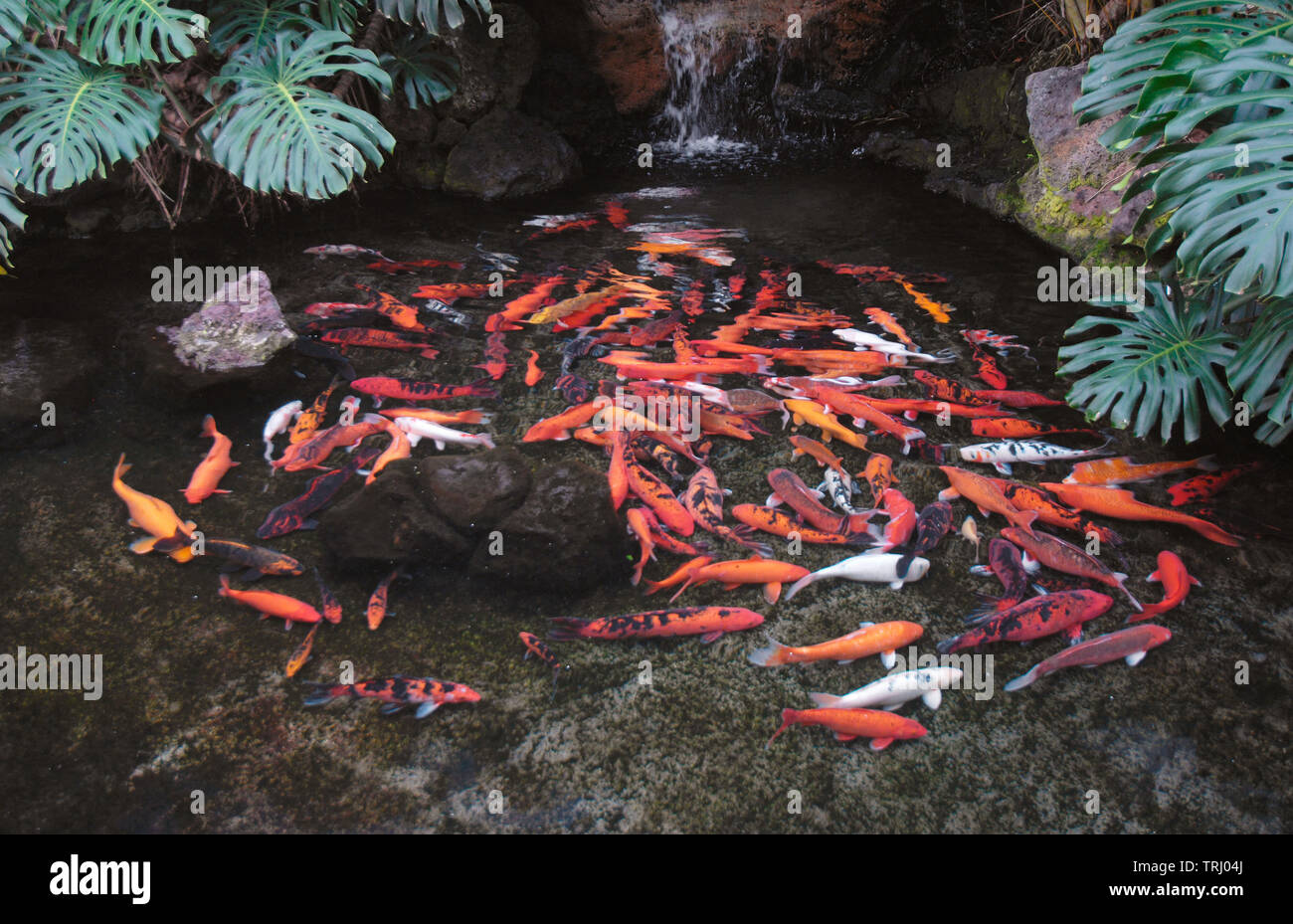 Koe circle hi-res stock photography and images - Alamy