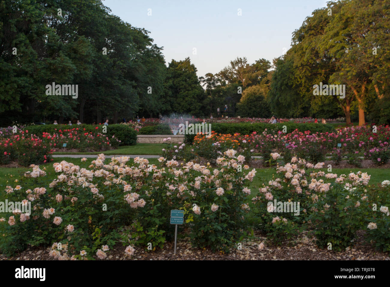 Park of Roses, Columbus, Ohio Stock Photo - Alamy