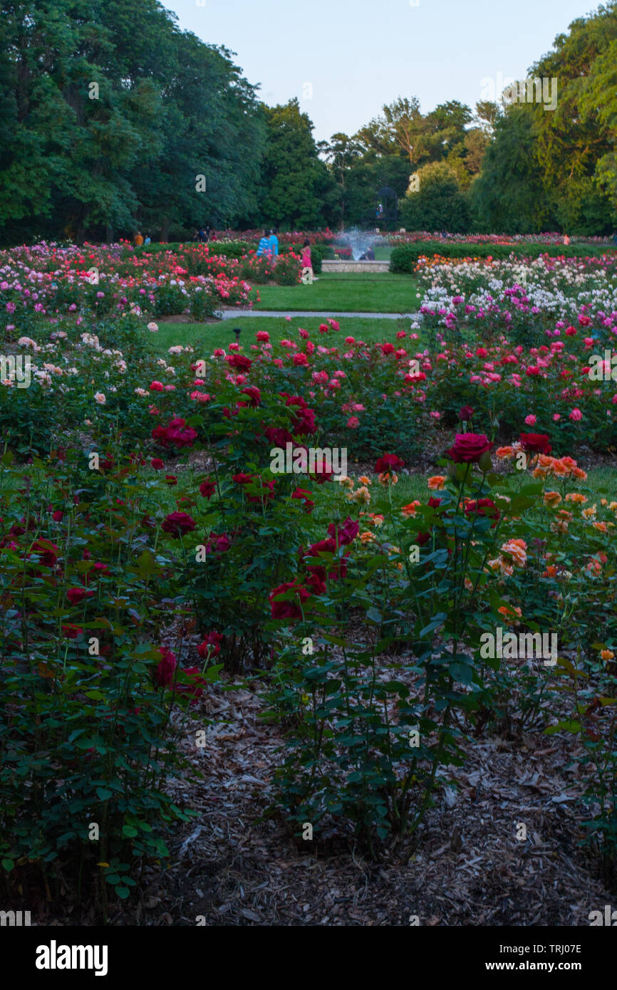 Park of Roses, Columbus, Ohio Stock Photo - Alamy