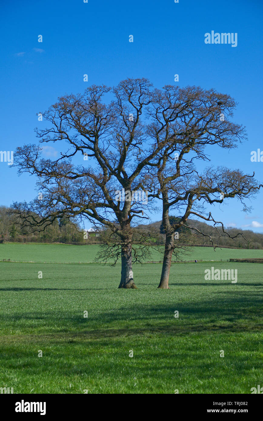 Fraxinus Excelsior. View of Two budding Ash Trees complement with a ...