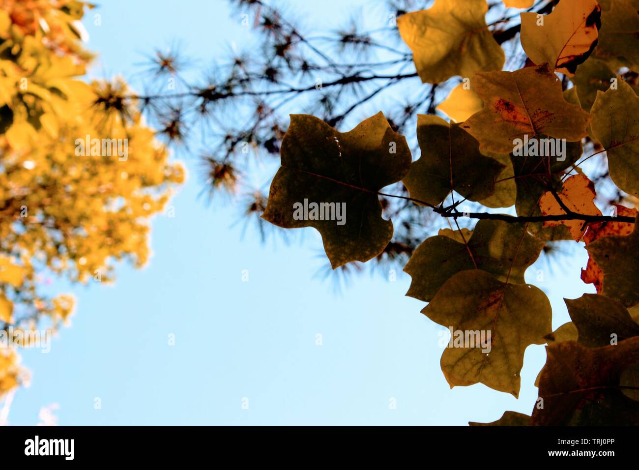 Leaves and seasons hi-res stock photography and images - Alamy