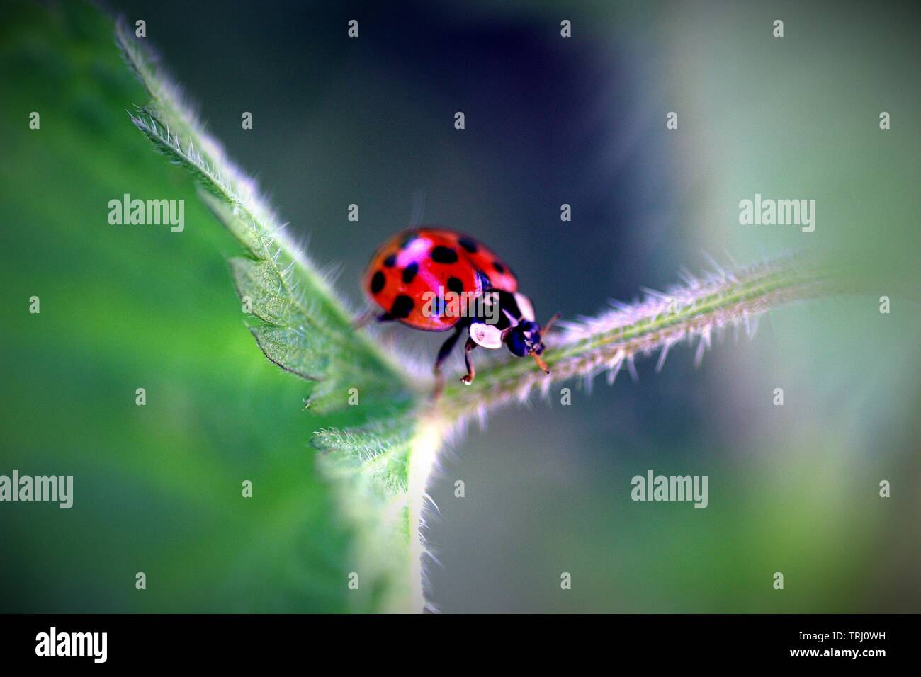 ladybird on leaf Stock Photo - Alamy