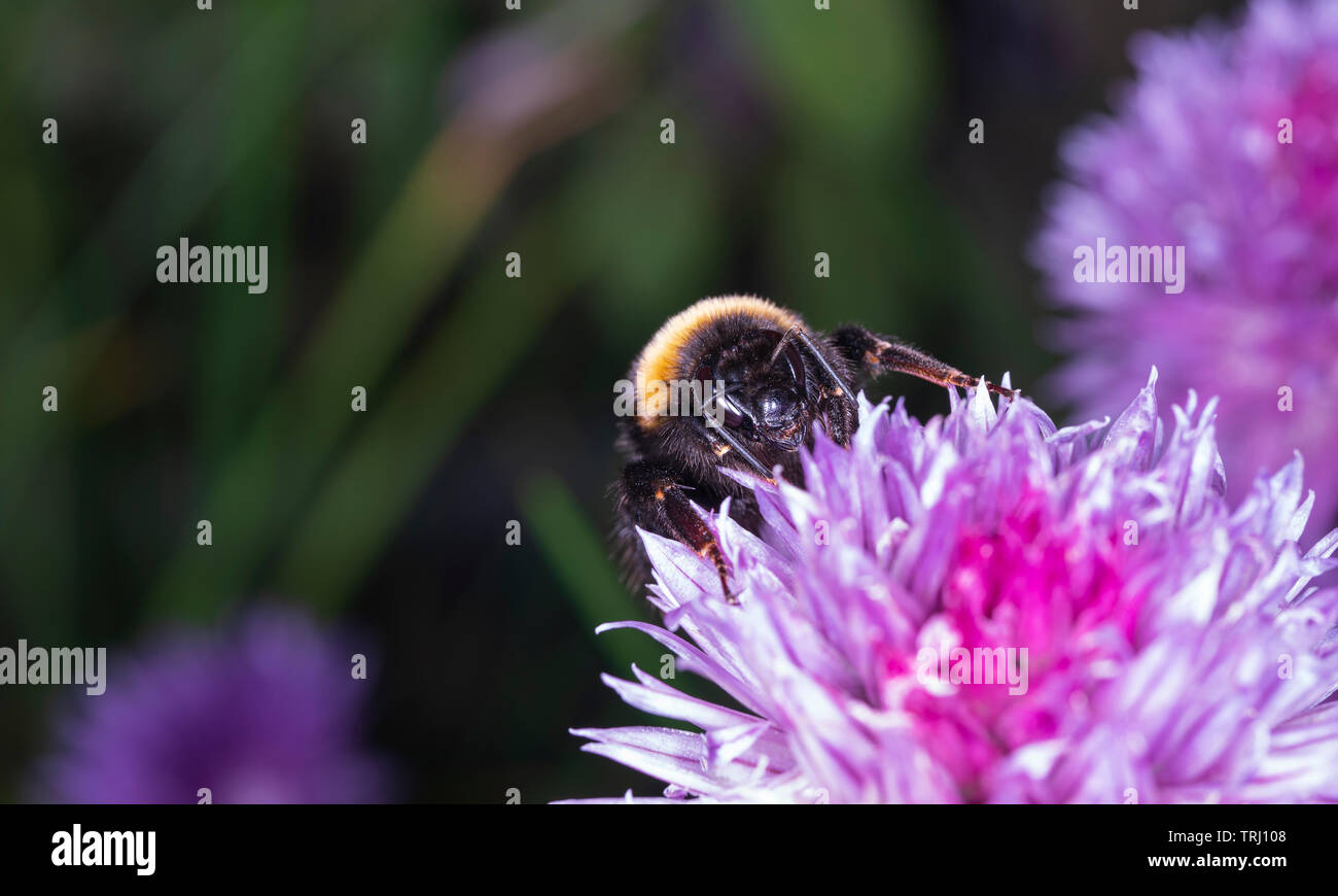 Bee sting hand hi-res stock photography and images - Alamy