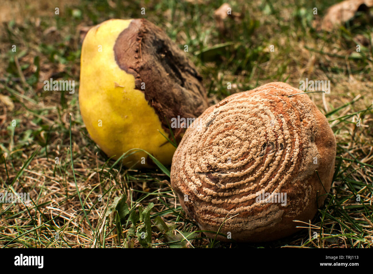 Rotten quince fruits fallen on green grass closeup Stock Photo - Alamy