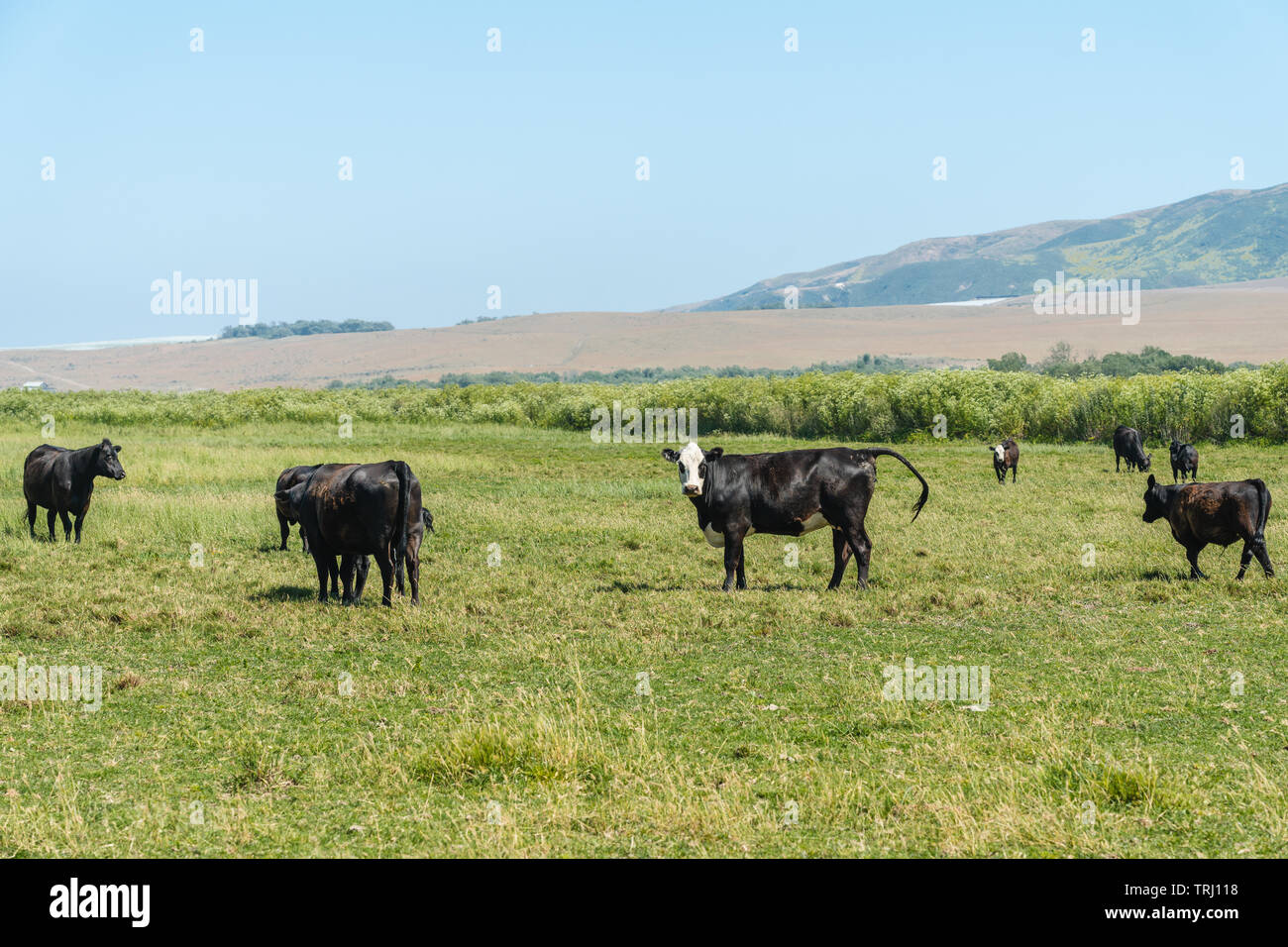 Cows Grazing in a Green Meadow. Summer Landscape Stock Photo - Alamy