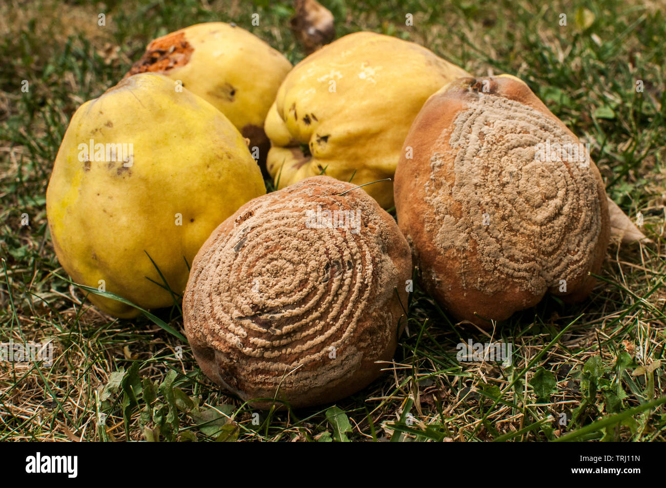 Rotten Quince High Resolution Stock Photography and Images - Alamy