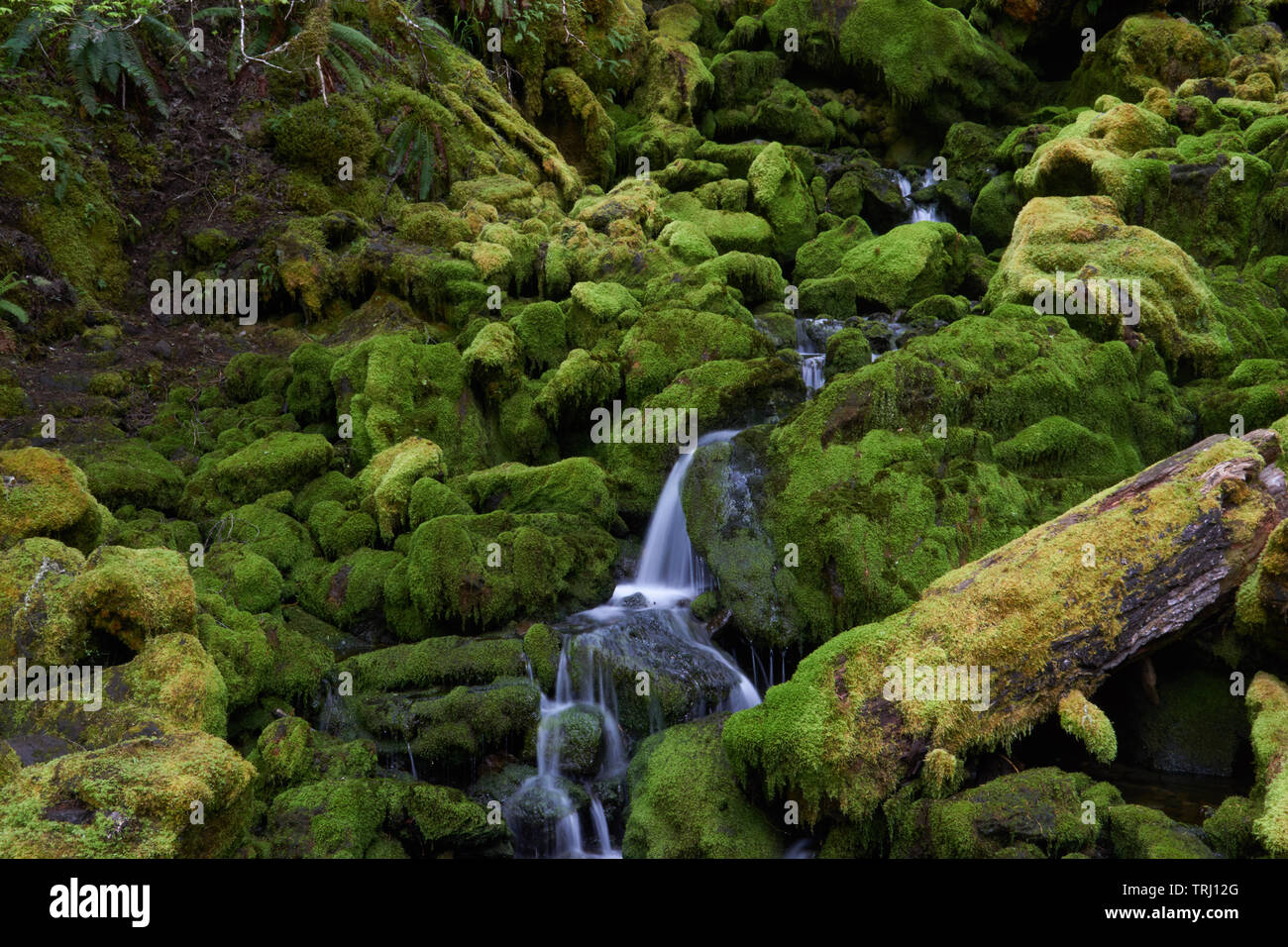Mossy creek hi-res stock photography and images - Alamy