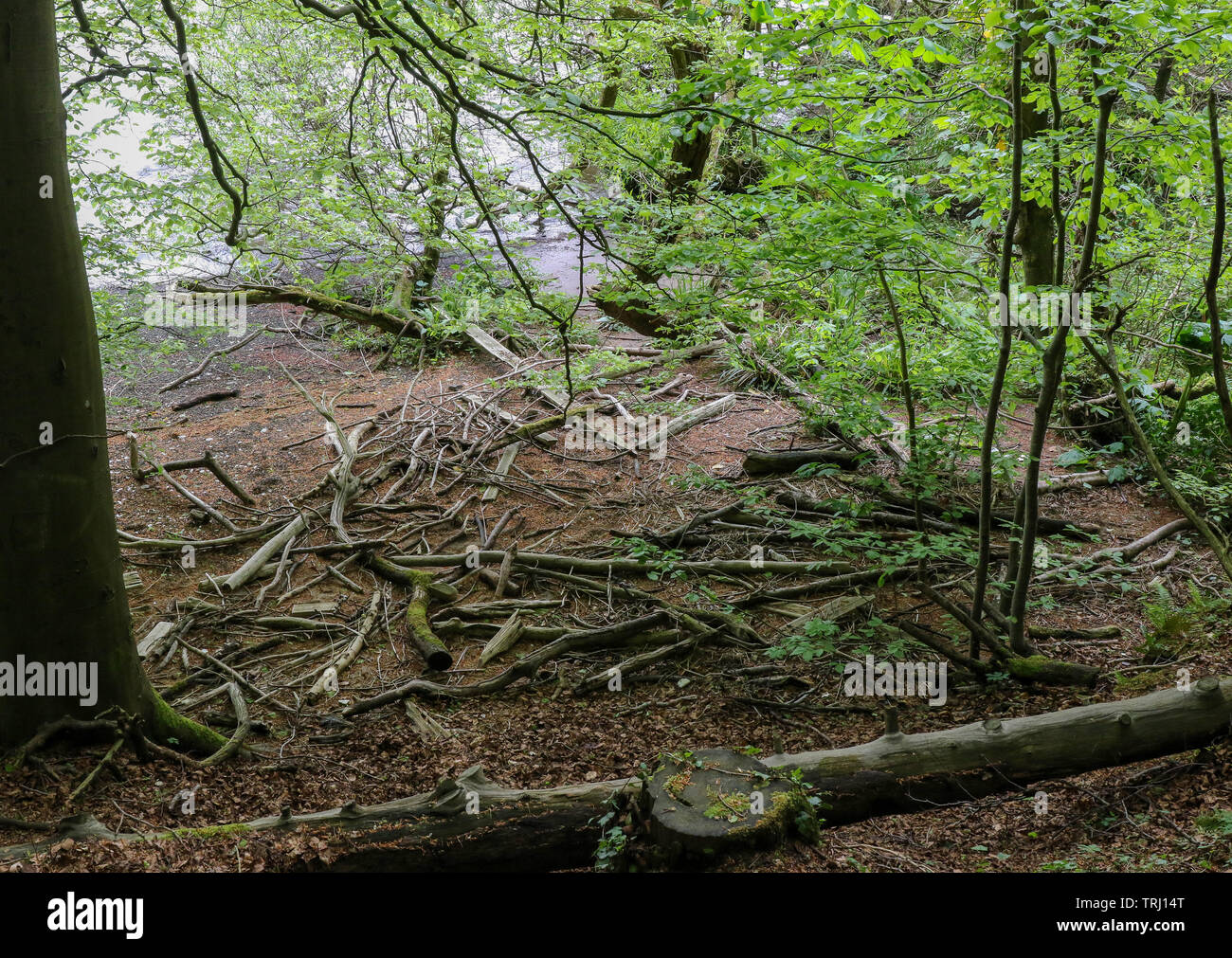 Wooden debris gathered hi-res stock photography and images - Alamy