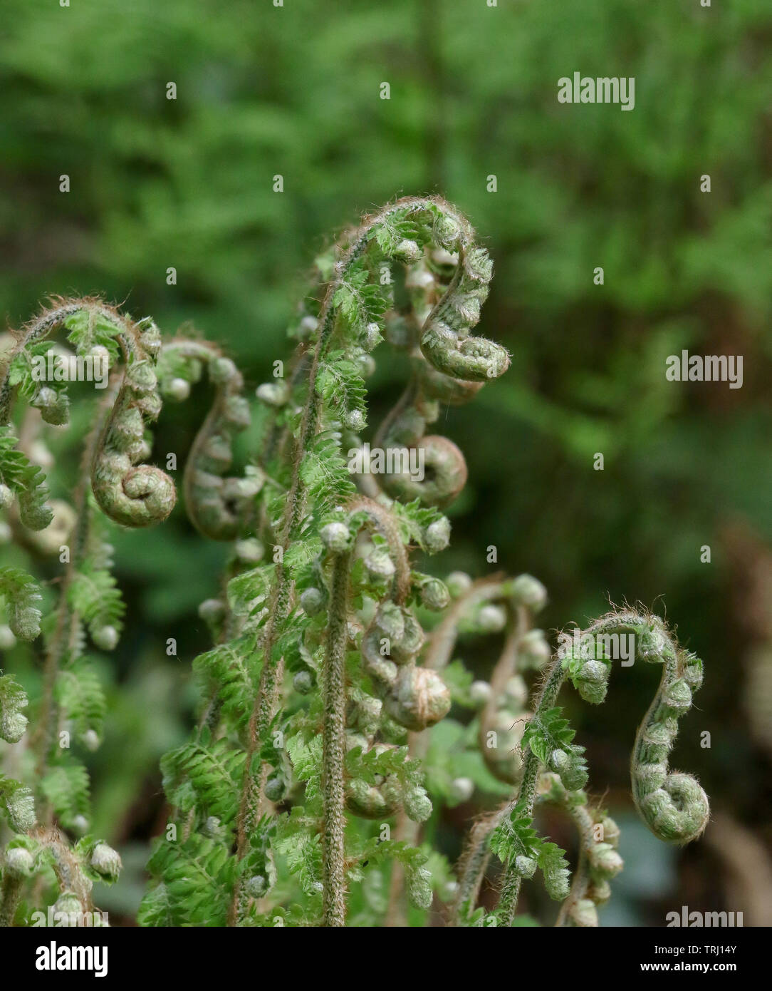 Group of immature fronds hi-res stock photography and images - Alamy
