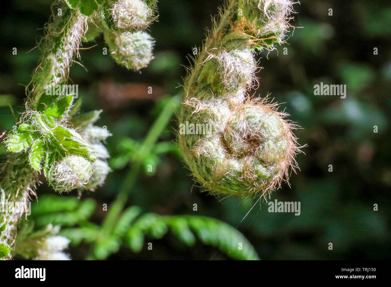 Two ferns unfolding hi-res stock photography and images - Alamy