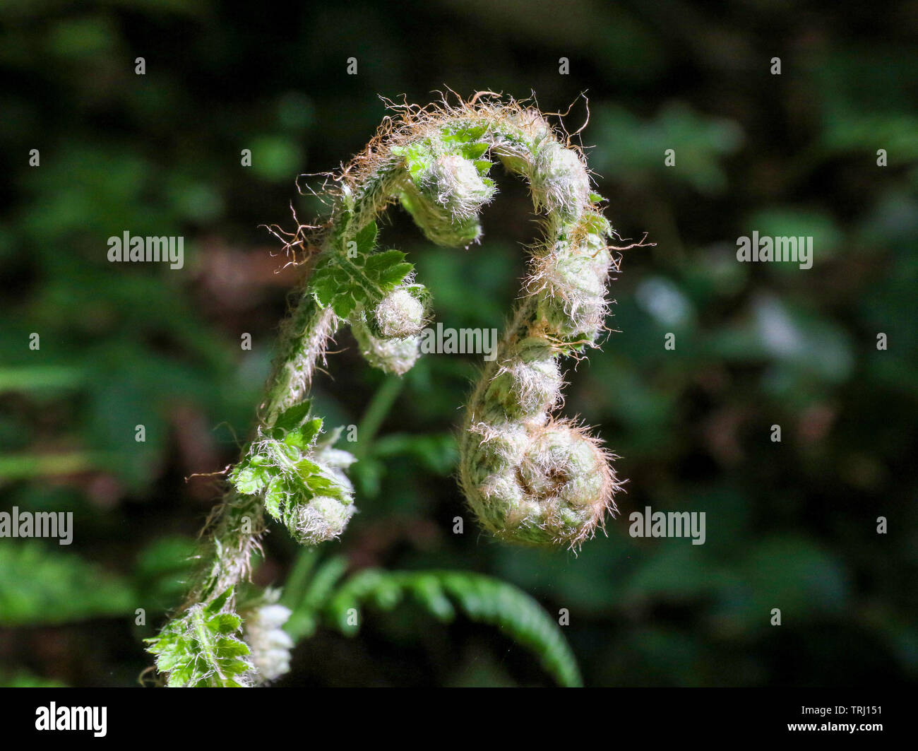 Single immature fern frond unfolding in sunshine Stock Photo - Alamy