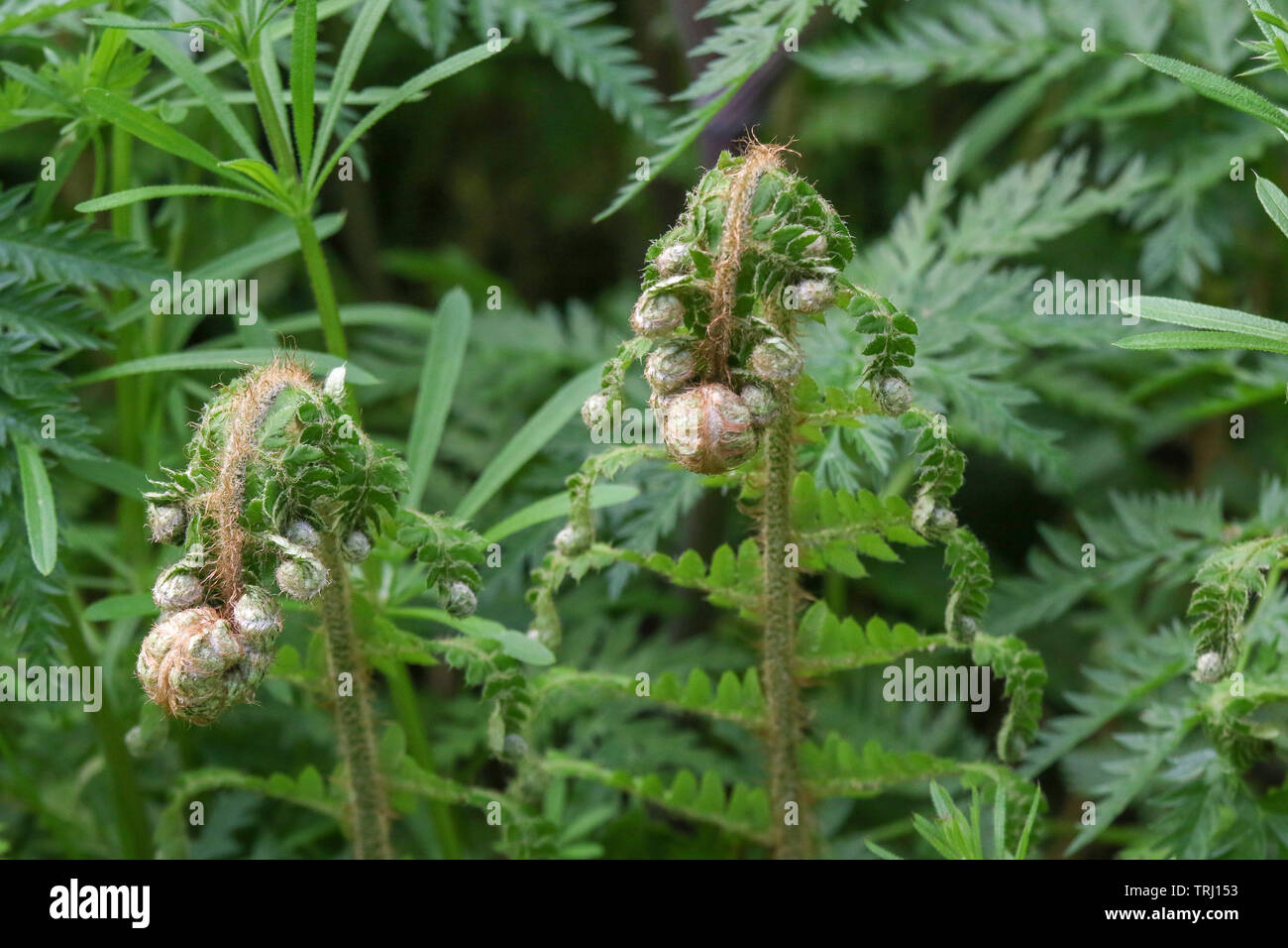 Two ferns in a wood against a backdrop of green leaves and foliage ...