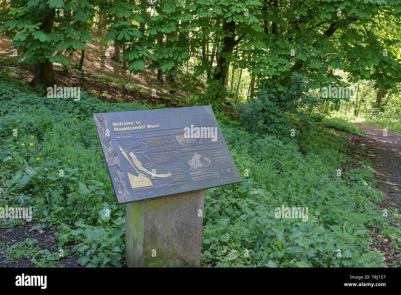 Information sign at an entrance to Mountsandel Wood in Coleraine, an ...