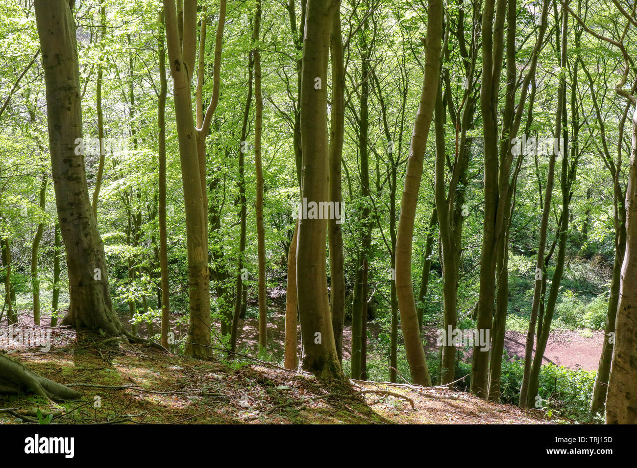 Mountsandel in spring hi-res stock photography and images - Alamy