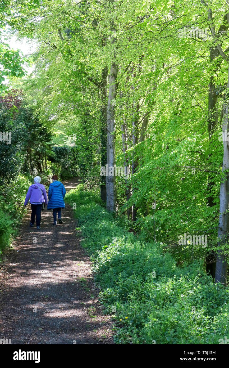 Mountsandel wood hi-res stock photography and images - Alamy