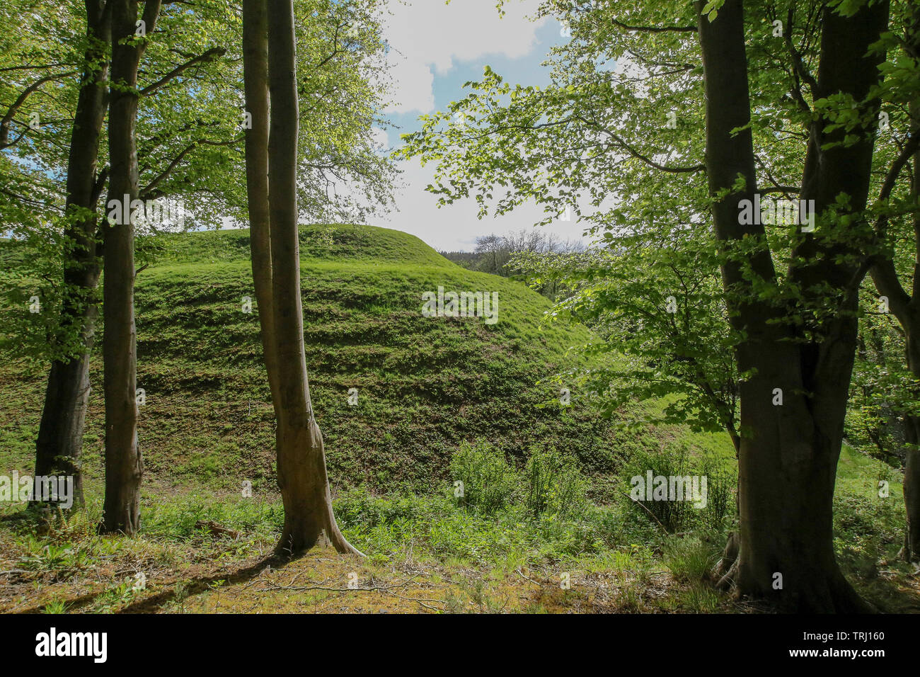View through the trees of Mount Sandel wood to the old earthen fort ...