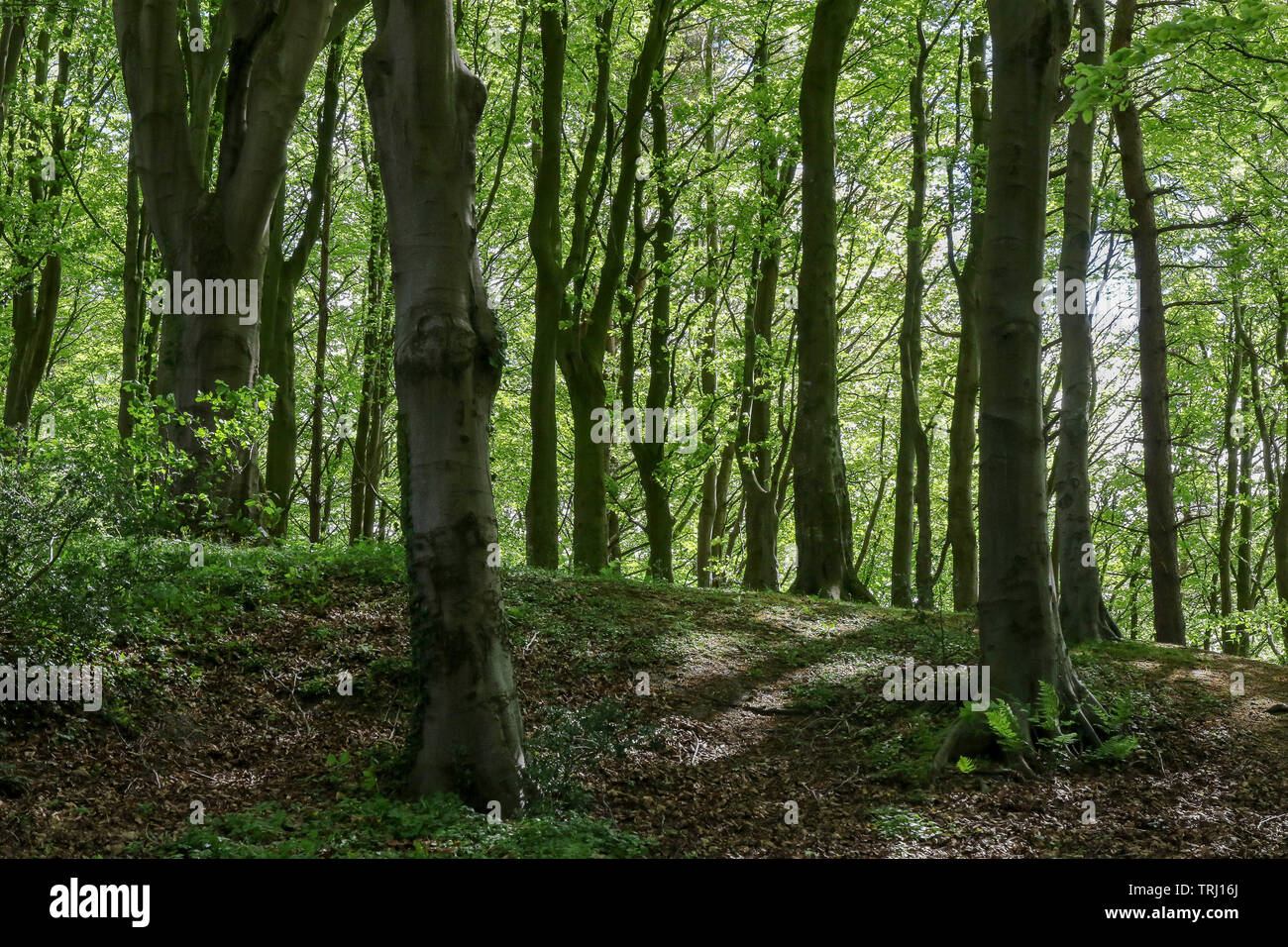 Bank of trees hi-res stock photography and images - Alamy