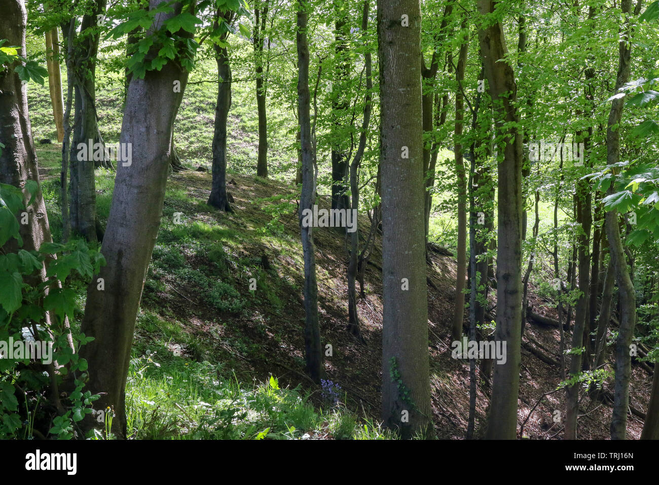 Sunshine through a wooded slope with deciduous trees in spring in ...