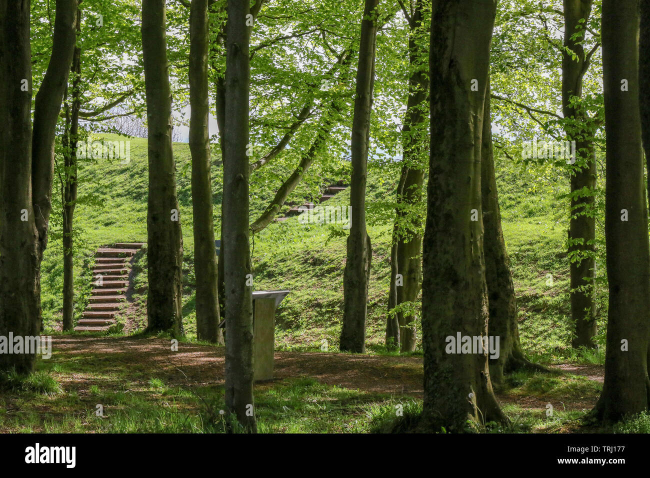 View through trees in Mountsandel Wood to the steps leading up to ...