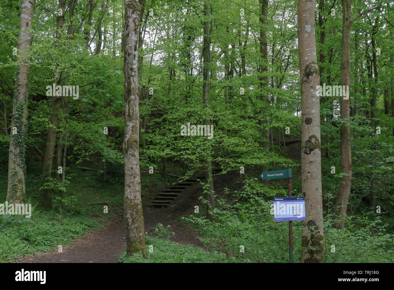 Lower woodland path at Mountsandel Woods with signs and steps to the ...