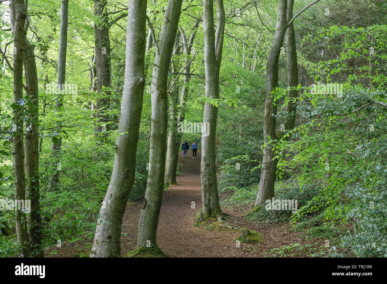Two women walking along a woodland path beside the River Bann in ...