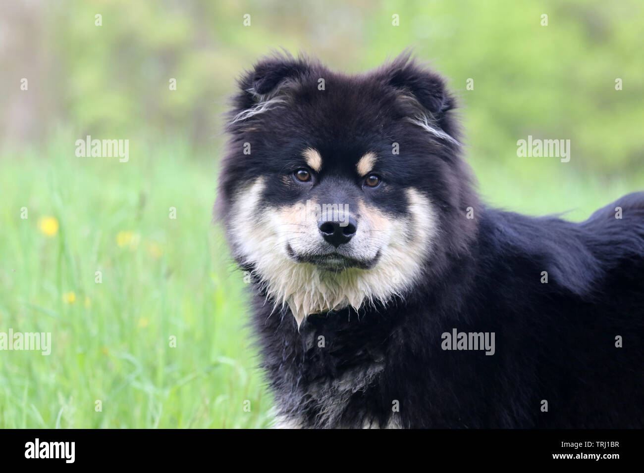 Where Are Finnish Lapphunds Bred