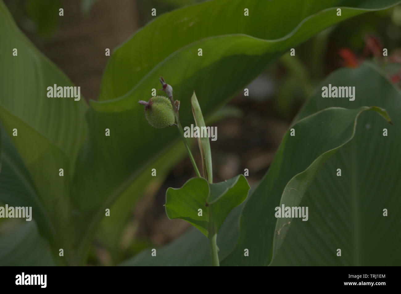Budding plant hi-res stock photography and images - Alamy