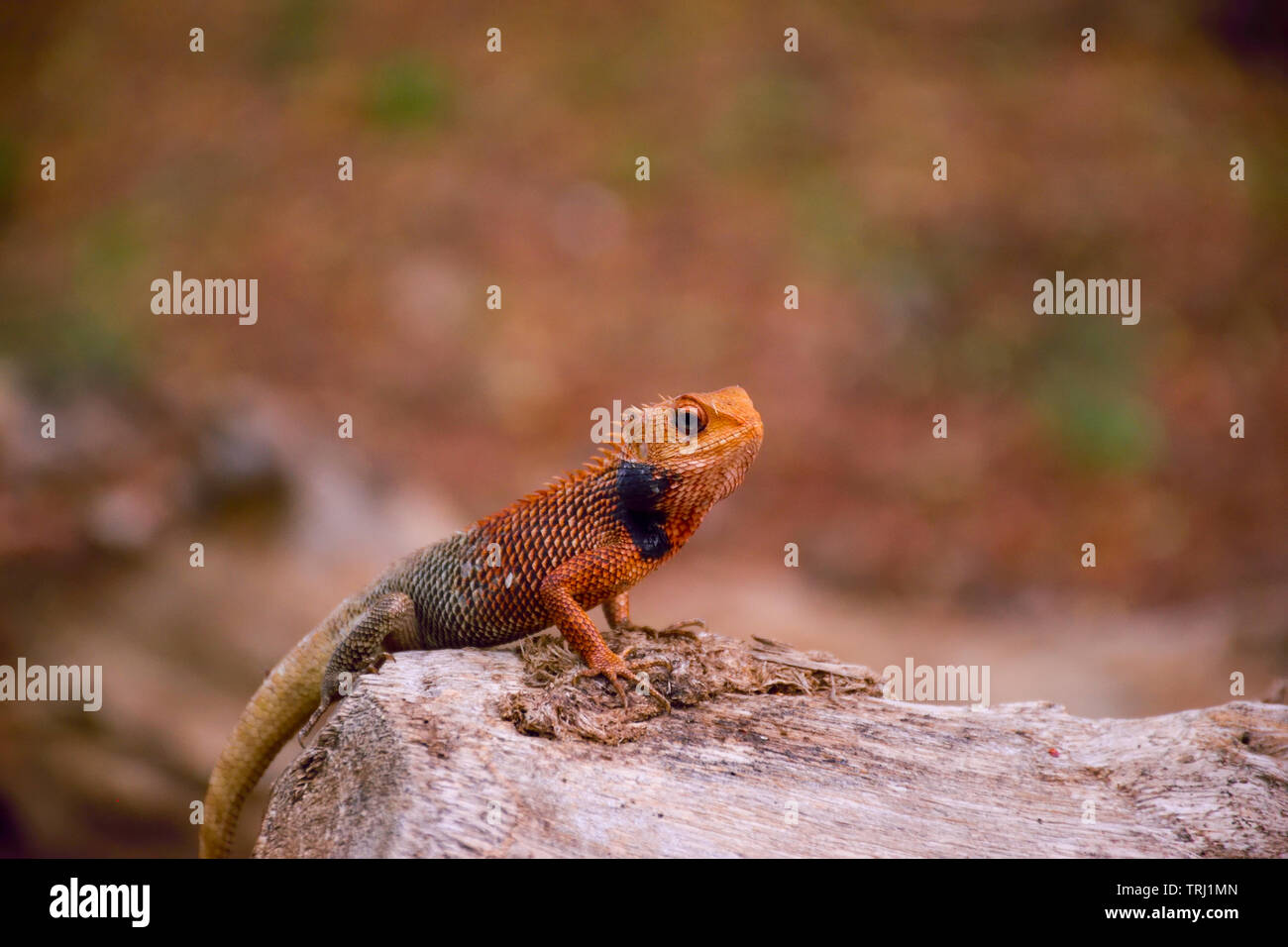 Indian lizard hi-res stock photography and images - Alamy