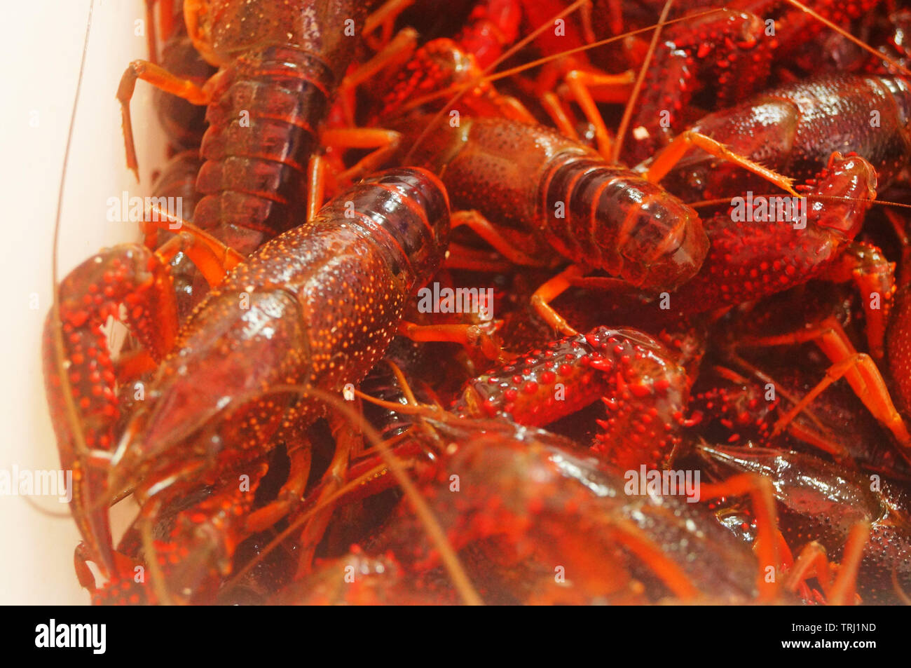 Crayfish are sold at the seafood market Stock Photo - Alamy