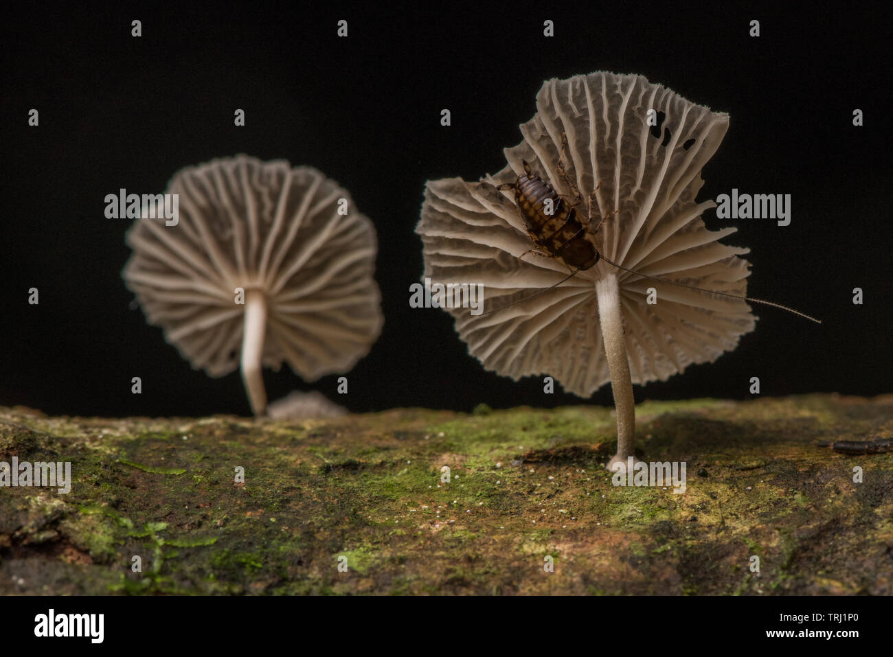 A pair of small mushrooms growing on rotting wood and with a small ...