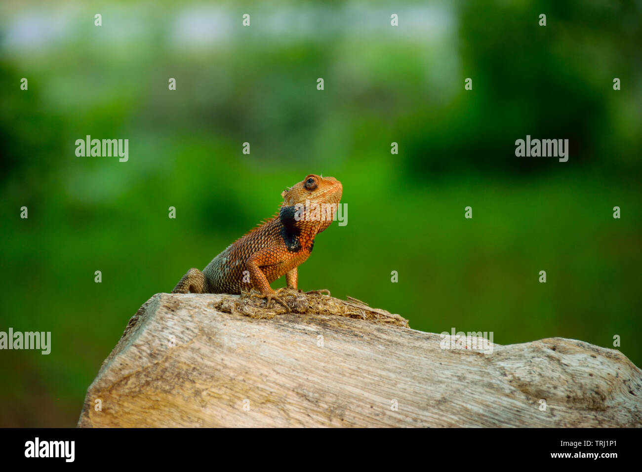 Indian lizard hi-res stock photography and images - Alamy